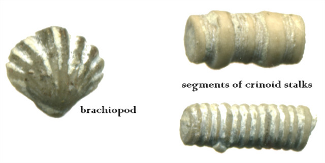 GCB5576 CCRA - Pennsylvanian Vanport Limestone (Earthcache) in ...