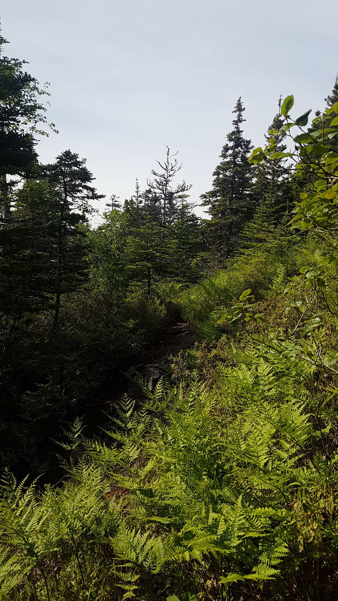 GC8ARGN Blackhead to Deadman's 9: Rollin' Along the Trail (Traditional ...