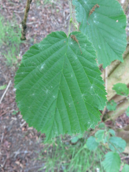 GC6M5NN Hazel - Tree Identification Series (Letterbox Hybrid) in North ...