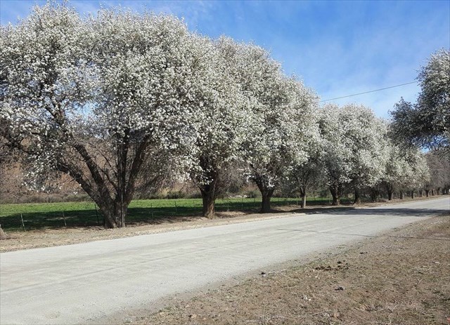 GC7GEHH Martins Street - Pear Tree Avenue (Traditional Cache) in ...