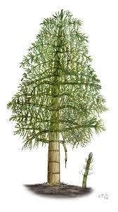 GC8CVAC Leeds Fossils - Pith Casts.... (Earthcache) in Yorkshire ...