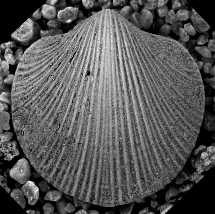 GCA63CK [MegaOignies] EC #09 Brachiopoda! 🌍 (Earthcache) in Hauts-de ...