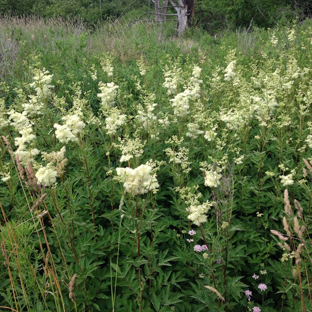 GC6MGMY Meadowsweet (Traditional Cache) in New York, United States ...