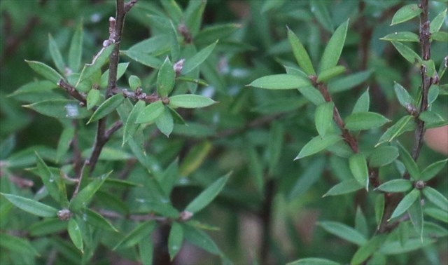 GC7PKYG NZ Native Trees #25 - Manuka (Upper Hutt) (Multi-cache) in ...