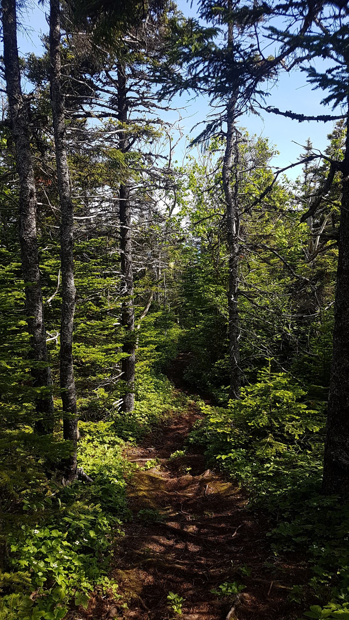 GC8ARGN Blackhead to Deadman's 9: Rollin' Along the Trail (Traditional ...