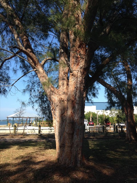 GC70X6W 2 Australian Pines (Traditional Cache) in Florida, United ...