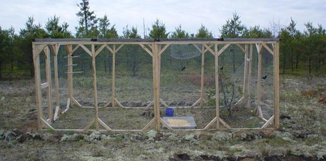 GC8QF79 KWGT: Brown-headed Cowbird (Traditional Cache) in Michigan ...