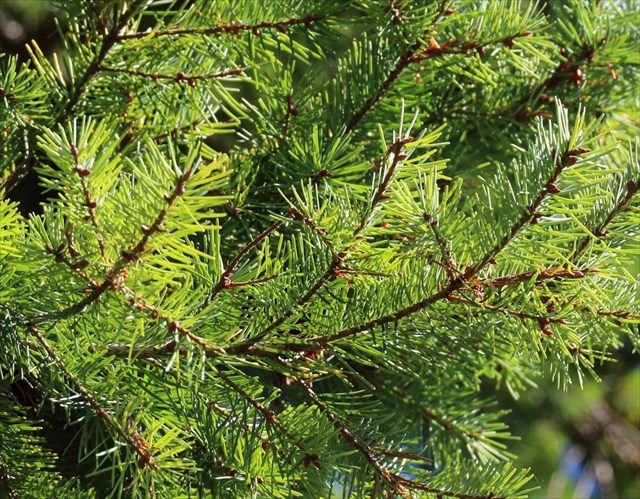 GC7KBE6 Exotic Trees #2: Douglas-fir (Upper Hutt) (Traditional Cache ...