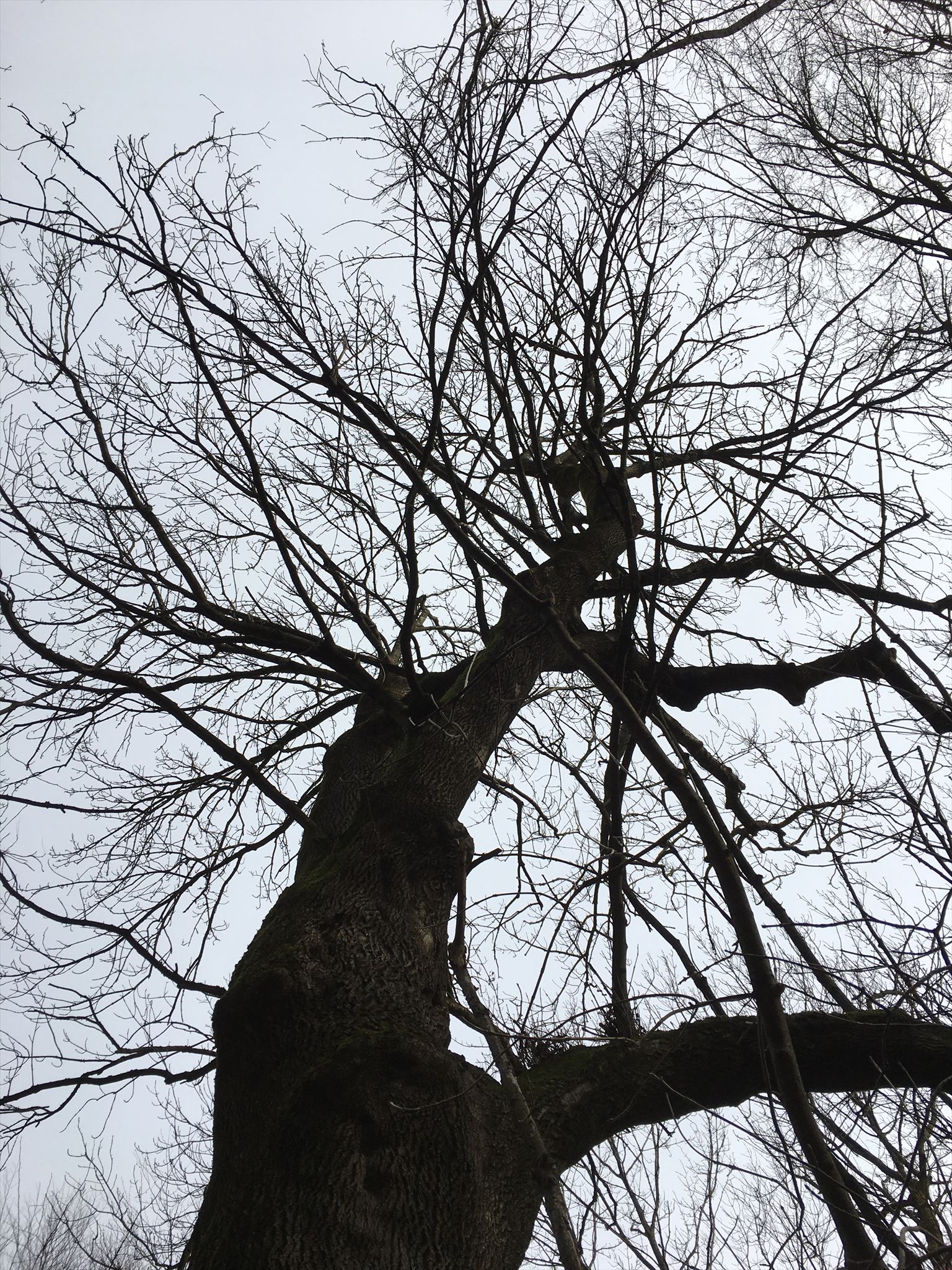 GC8GGC2 Entlang der Höhenstraße: Die alte Esche 2 (Traditional Cache ...