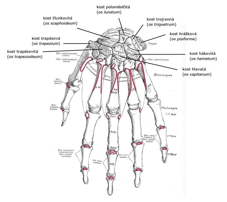 GC6DW4Q Kosti, kosti, kosticky #10 Ossa manus (Unknown Cache) in ...