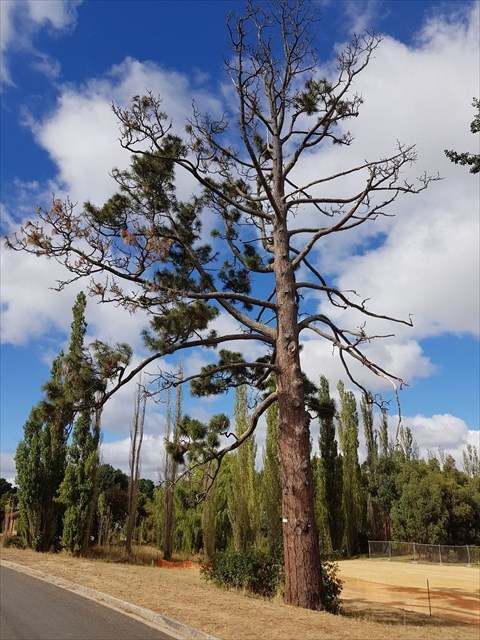 GC6F49E Trees of Creswick - Virtual Tour (Unknown Cache) in Victoria ...