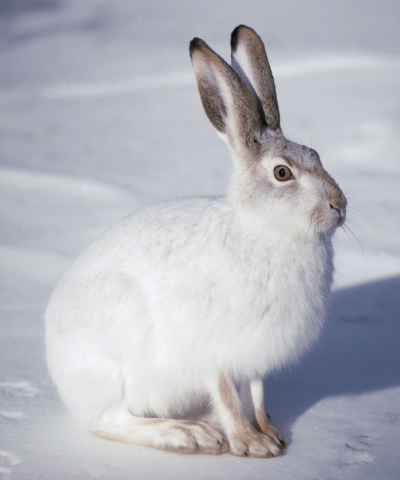 GC6YM8Z Dyr i Bjødalen # 2 Hare (Traditional Cache) in Innlandet ...