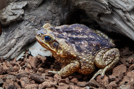 GCA43YH Cane Toad (Traditional Cache) in Florida, United States created ...