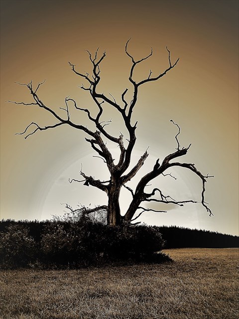 GC7DEJP U trech krkavcu (Traditional Cache) in Středočeský kraj ...