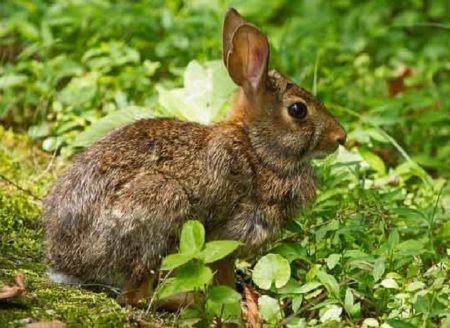 GC9Q7HW Appalachian Cottontail (Traditional Cache) in Florida, United ...