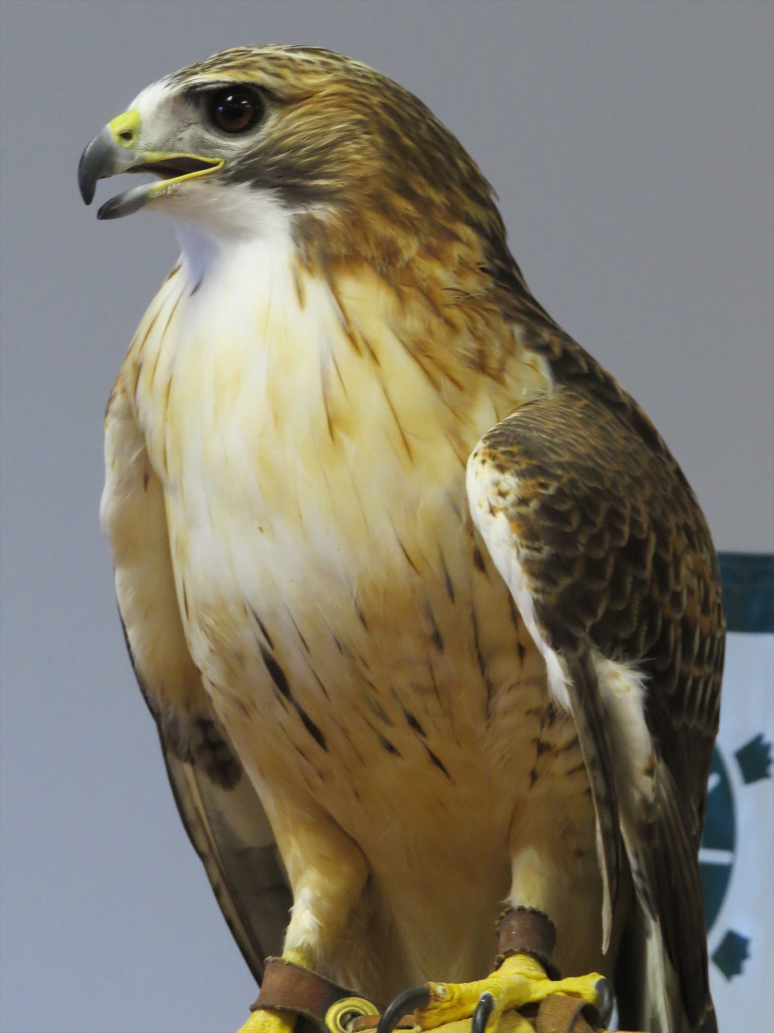 GC71HYG Hawk's Aerie (Traditional Cache) in Missouri, United States ...