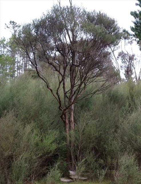 GC7PKYG NZ Native Trees #25 - Manuka (Upper Hutt) (Multi-cache) in ...