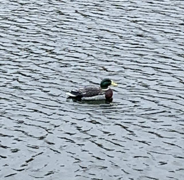 GC9HRF1 WVCW 3: This Is Not About Donald Horatio of NCIS! (Unknown ...