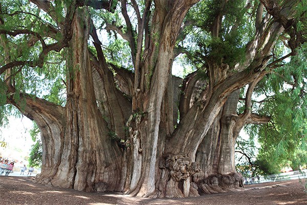 GC6W4HT Bald Cypress (Traditional Cache) in New York, United States ...
