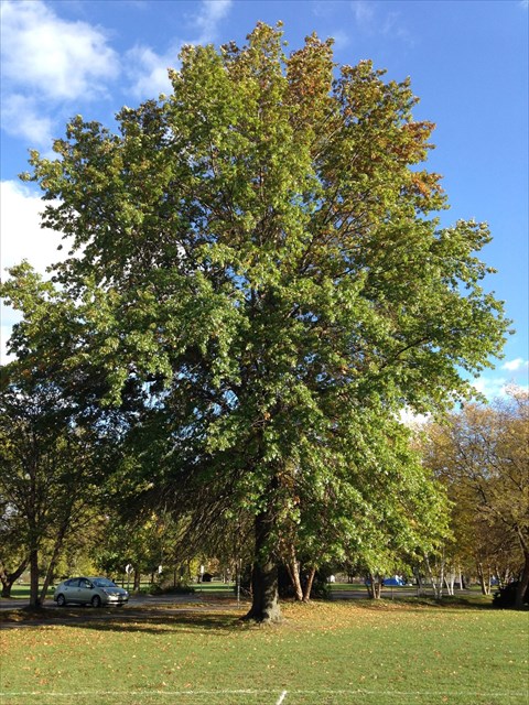 GC6W76E Pin Oak (Traditional Cache) in New York, United States created ...
