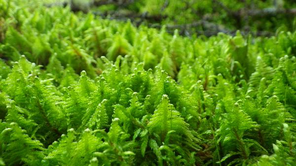 GC73TYZ Creeping feather moss (Traditional Cache) in British Columbia ...