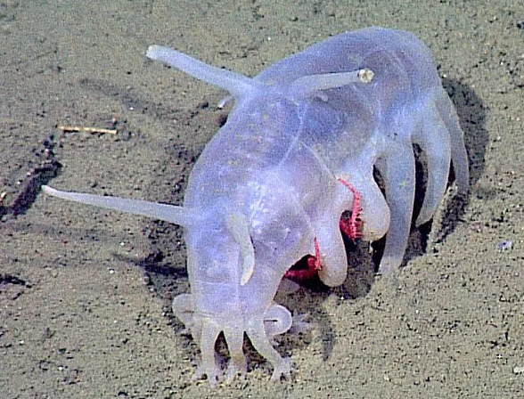 GC9ET84 Credit River SC - Scotoplanes (Traditional Cache) in Ontario ...