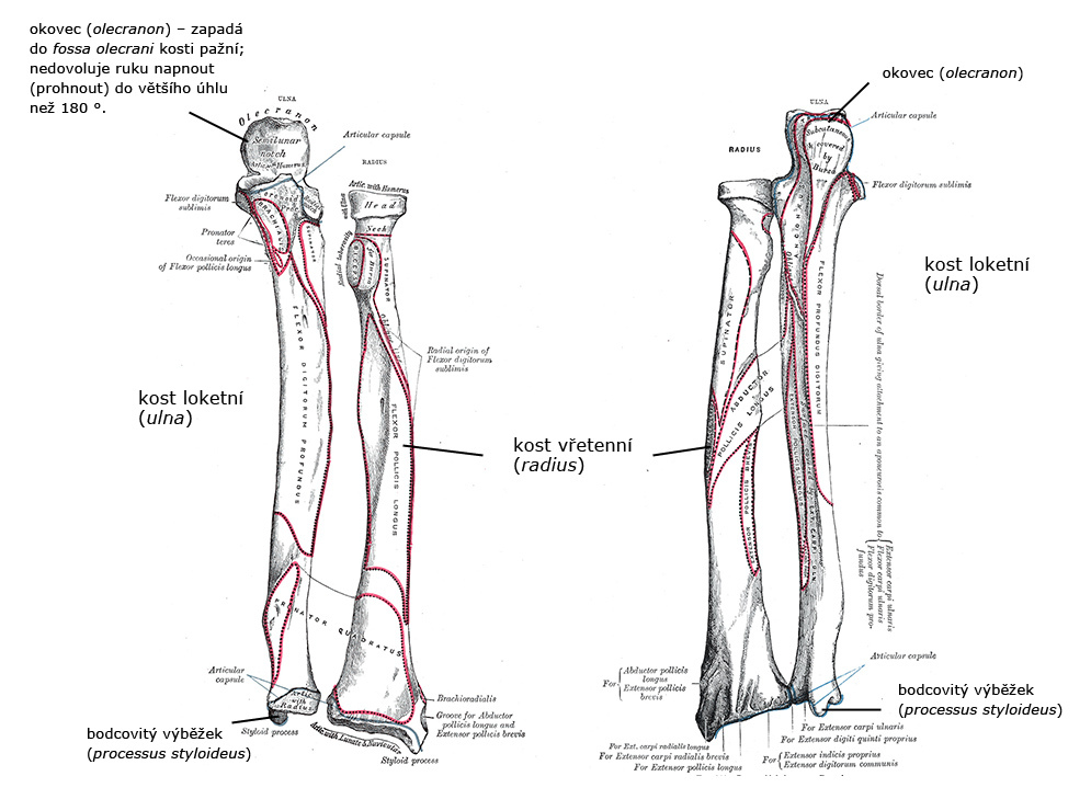 GC6DW49 Kosti, kosti, kosticky #9 Ulna (Unknown Cache) in Ústecký kraj ...
