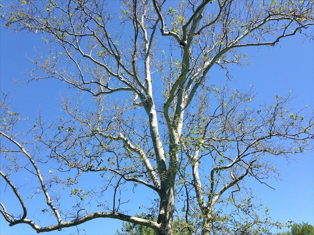 GC770B9 Monstrous Old Sycamore (Traditional Cache) in New York, United ...
