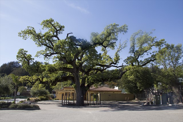 GC6H5Z2 Heritage Trees of Scotts Valley: The Valley Oak (Traditional ...