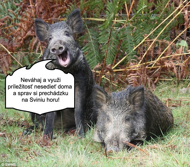 GC9570R Svinia hora (Traditional Cache) in Trenčiansky kraj, Slovakia ...