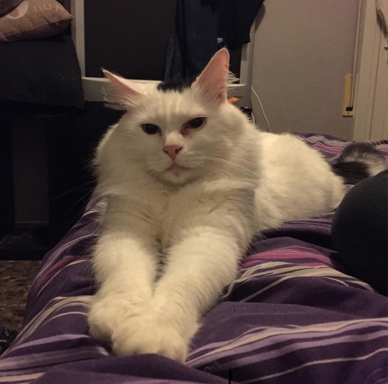 GC7NN0G 15- Mistus el gat catifa- estatua (Unknown Cache) in Cataluña ...