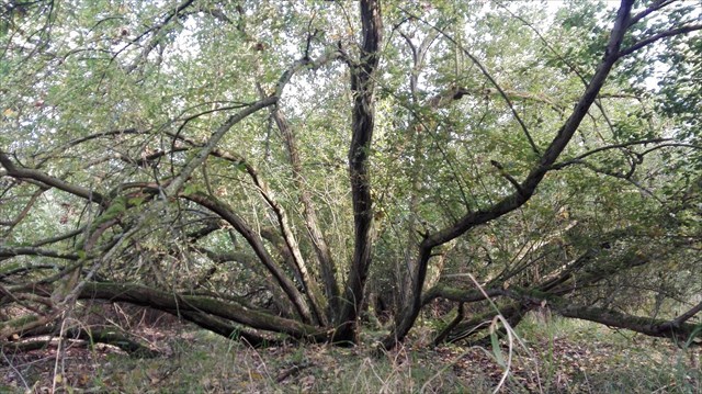 GC7XV34 Sniper Tree 26 (Traditional Cache) in Antwerpen, Belgium ...
