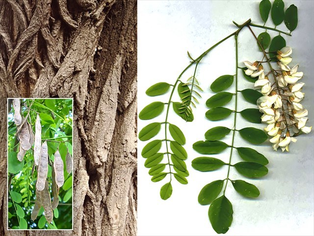 GC7F9HJ Akacija # 4 (Traditional Cache) in Slovenia created by GG team