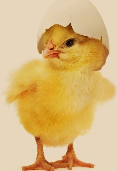 GC73RZ1 Birdwalk Extension 2017 -Gullefjun (Traditional Cache) in ...