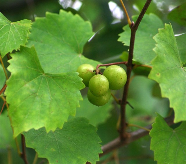 GC6Z00C Muscadine Grape (Traditional Cache) in Florida, United States ...
