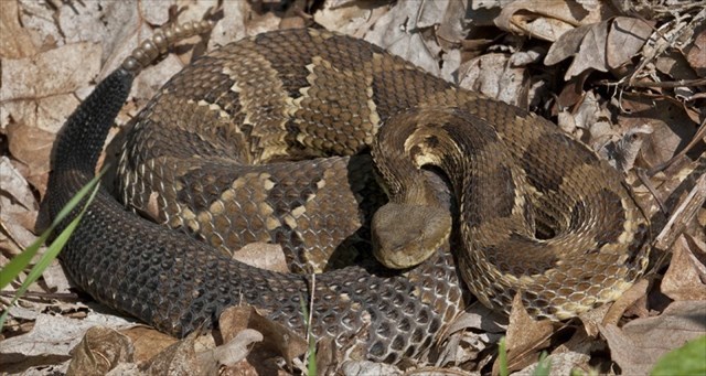 GC7P39D Timber Rattlesnake (Traditional Cache) in New Hampshire, United ...