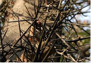 GC51WK3 water locust (Traditional Cache) in Florida, United States ...