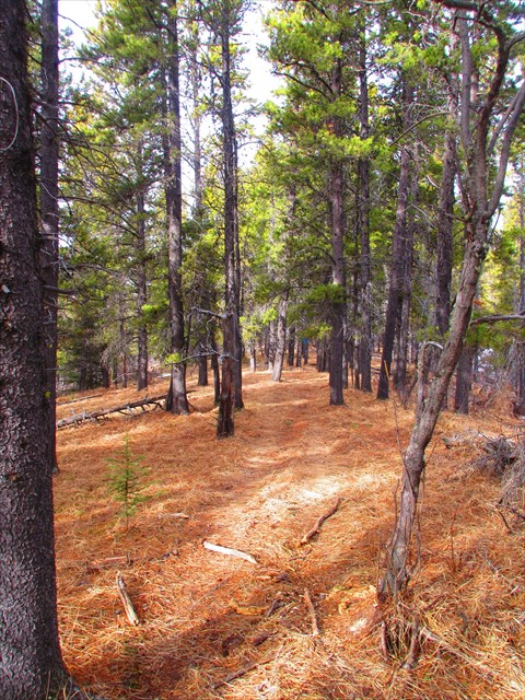 GC6B5CX Channel Ridge Summit (Traditional Cache) in Alberta, Canada ...