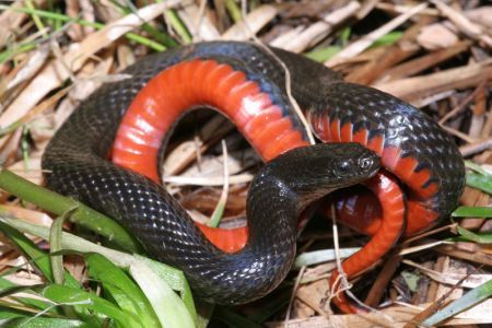 GC9Q7KB Black Swamp Snake (Traditional Cache) in Florida, United States ...