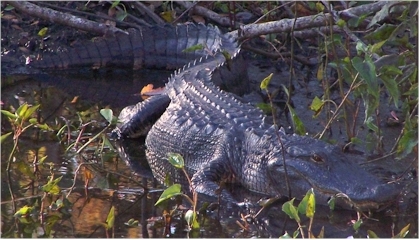 GC81PQ4 Swamp Rats Soft Shoe in the Slough (Traditional Cache) in ...