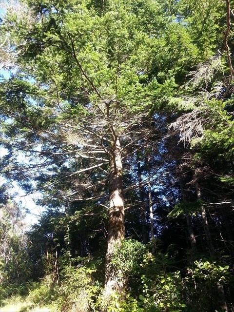 GC7KBE6 Exotic Trees #2: Douglas-fir (Upper Hutt) (Traditional Cache ...