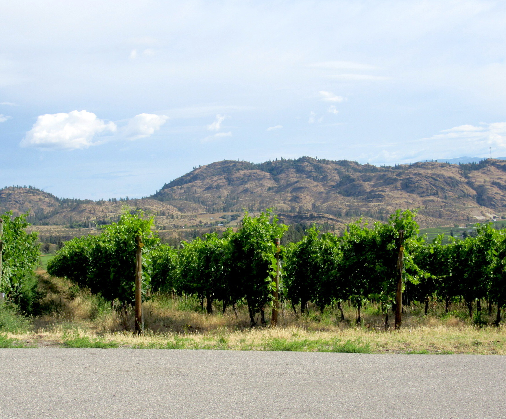Tinhorn Creek Vineyards - Oliver, British Columbia - Wineries on ...