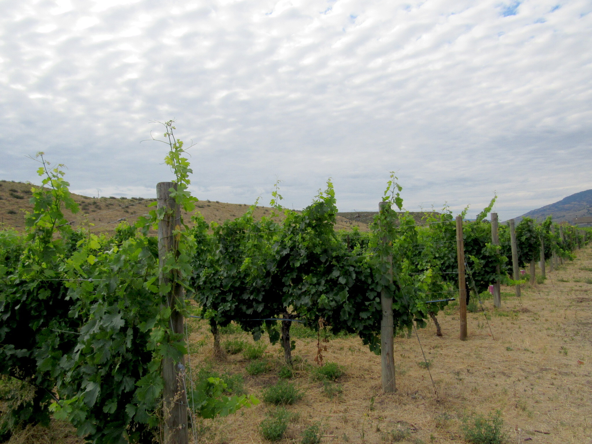 Rainmaker Wines - Oliver, British Columbia - Official Local Tourism ...