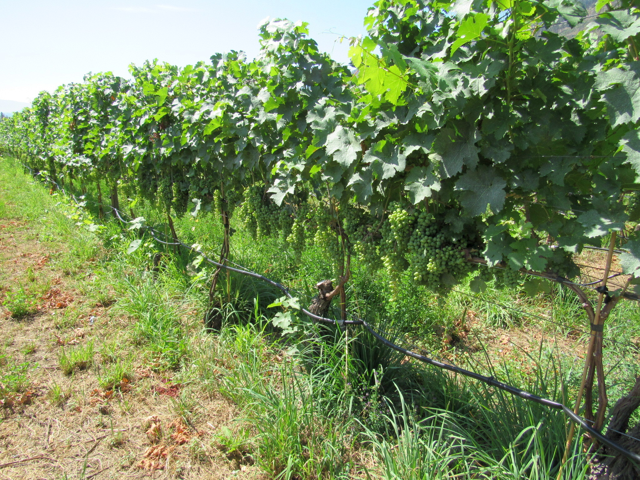 Fairview Cellars - Oliver, British Columbia - Wineries on Waymarking.com