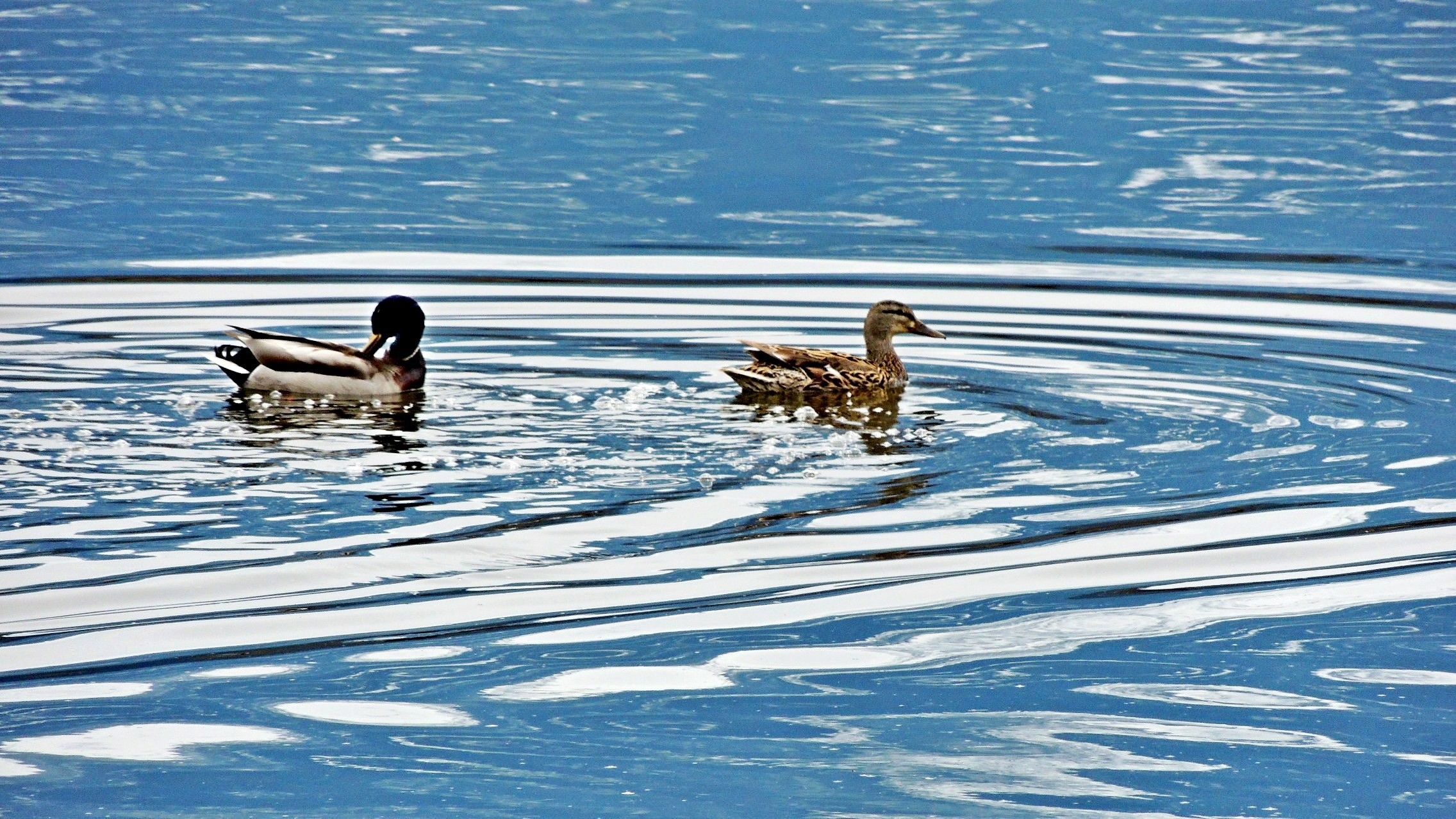 Waterfowl of the Wetlands - Golden, British Columbia - Flora and Fauna ...