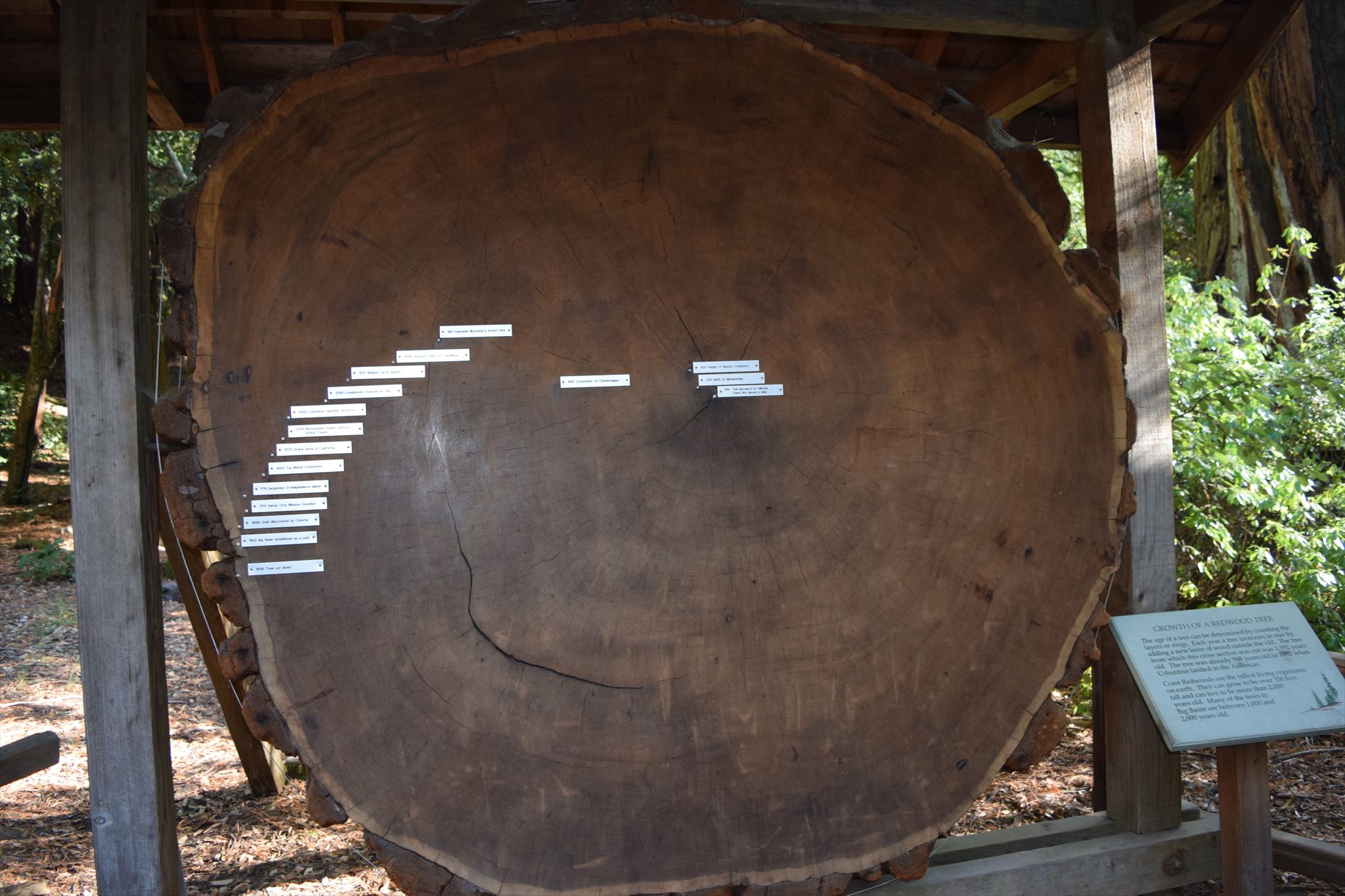 Timeline on a tree : r/coolguides