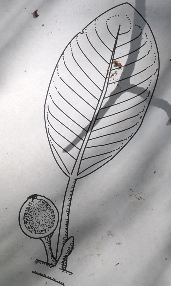 Rusty Fig - Nowra, NSW, Australia - Flora and Fauna Information Signs ...