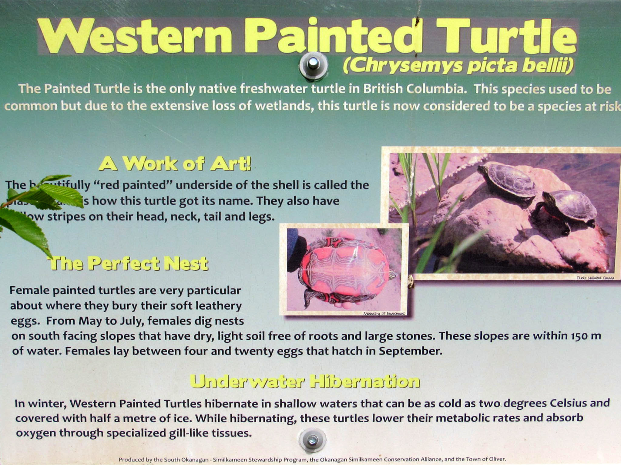 Western Painted Turtle - Oliver, British Columbia - Flora and Fauna ...