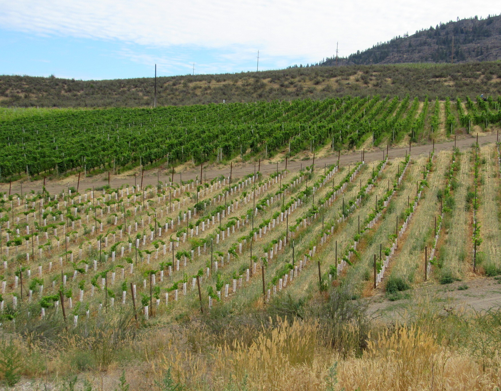 Red Barn Winery at Jagged Rock - Oliver, British Columbia - Wineries on ...