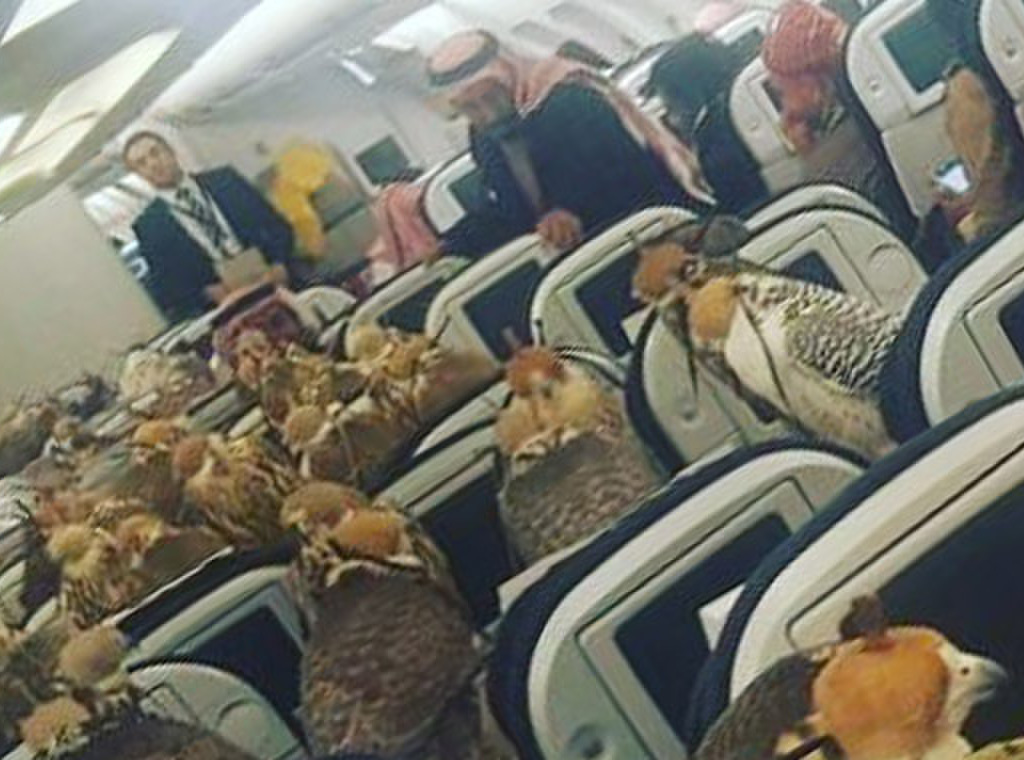 FLY LIKE A BIRD Saudi prince buys plane tickets for his birds of prey